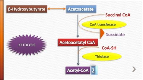 4 Ketone Body Metabolismppt
