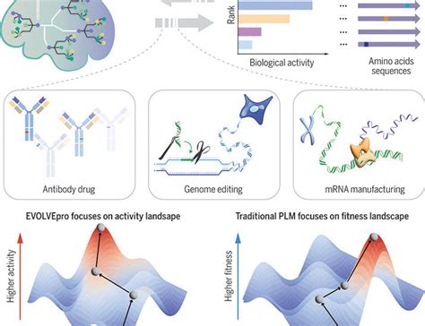 Rapid In Silico Directed Evolution By A Protein Language Model With… Akio Adachi