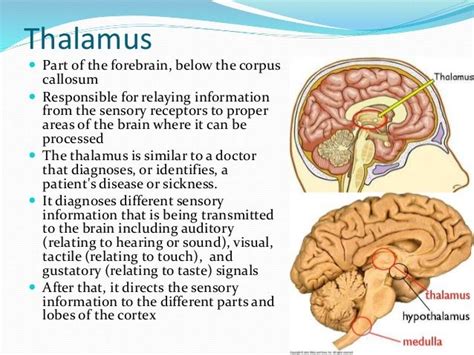 Thalamus Part Of The Forebrain Below The Corpus Callosum Responsible