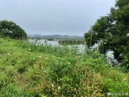 風景美如畫探訪候鳥天堂閩江河口濕地 每日頭條