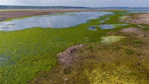 A Large Accumulation Of Green Algae Ulva And Enteromorpha In A Shallow Estuary Eutrophication