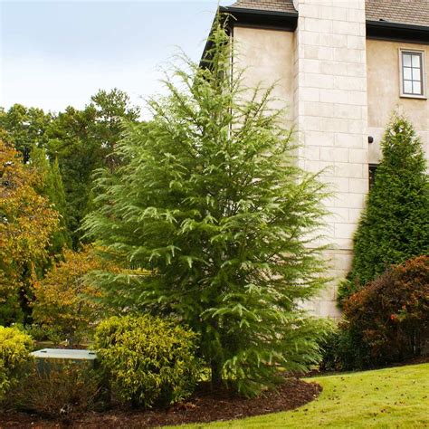 Deodar Cedar Tree Artofit