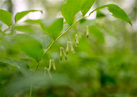 Viriditas Blickpunkt Natur