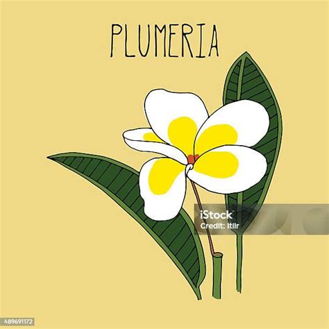 손 그림이요 일러스트 Plumeria 프랑지파니에 대한 스톡 벡터 아트 및 기타 이미지 프랑지파니 필기용 잉크 2015년