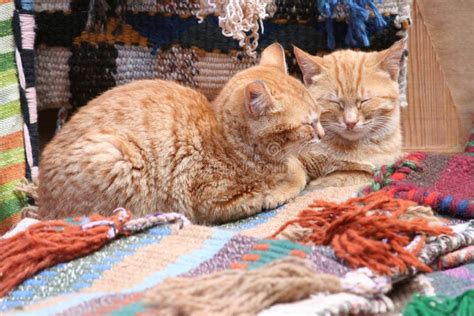 Twee Katten Stock Foto Image Of Leuk Liefde Binnenlands 18541394