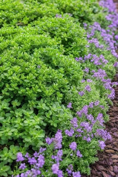 10 Fast Growing Ground Cover Plants