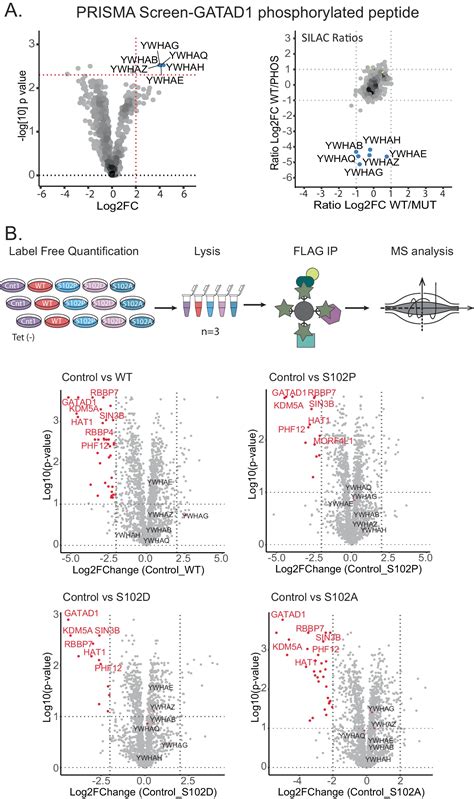 Protein Protein Interaction Analysis Service Mtoz Biolabs