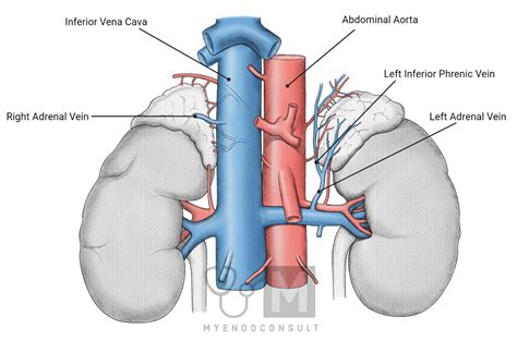 The Formation And Structure Of The Adrenal Cortex My Endo Consult