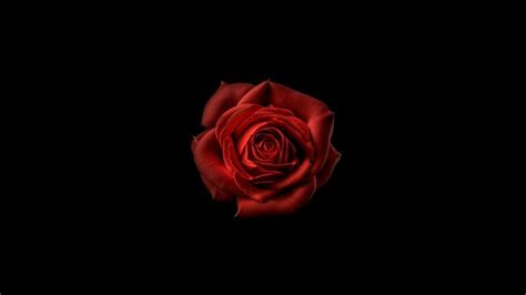 Red Flower Wallpaper 4k Red Rose Black Background 5k