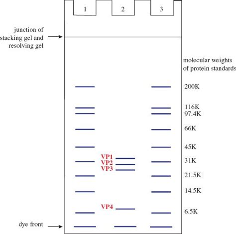 Methods Used In Virology Basicmedical Key