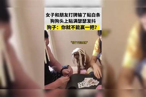 女子和朋友打牌输了贴白条 狗子头上贴满瑟瑟发抖 狗子：你就不能赢一把白条女子朋友