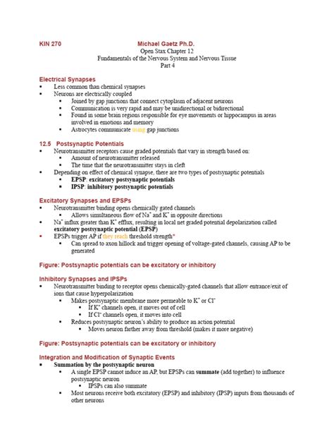 Kin 270 Unit 2 Neural Physiology Part 4 Pdf Chemical Synapse Inhibitory Postsynaptic Potential