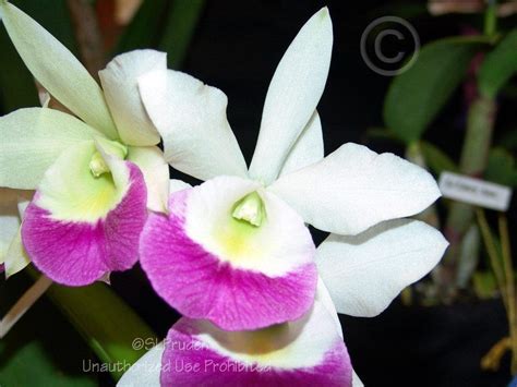 Orchid Brassocattleya Hawaii Stars