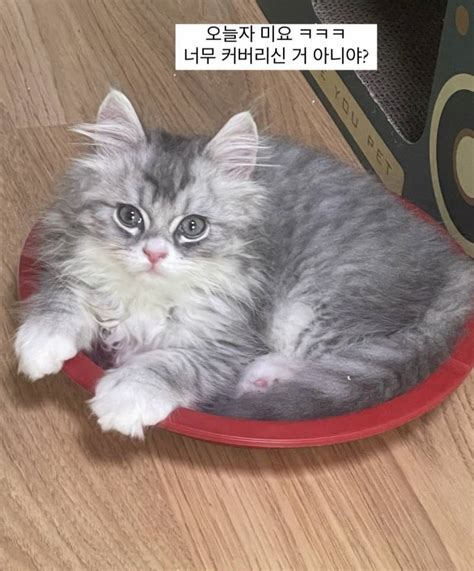 우리 집 고양이 생후 3주 2개월 그리고 현재 인스티즈instiz 일상 카테고리