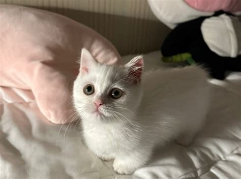 먼치킨고양이분양은 천안고양이분양 퍼스트캣에서 💙 분양후기