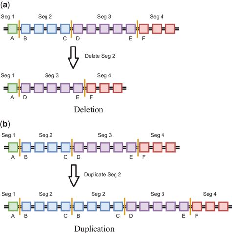 example genomes before and after segmental deletion and duplication