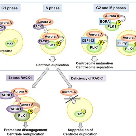 Regulation Of Plk1 Activity By Rack1 Under Physiological Conditions