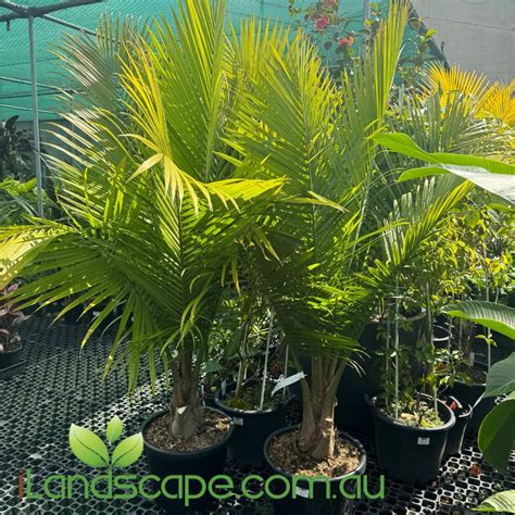 Ravenea Rivularis Majestic Palm For Lush Tropical Gardens Sunshine