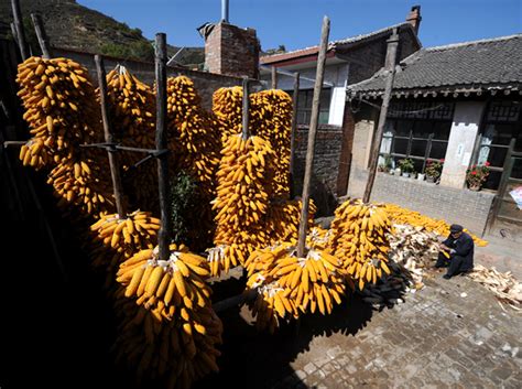 Grain Output To Exceed 12 Bln Kg In Shanxi[1] Cn