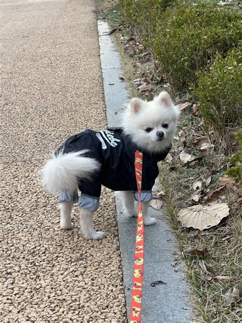 잡담 강아지 귀 안쪽 색 정상이야 인스티즈instiz 일상 카테고리