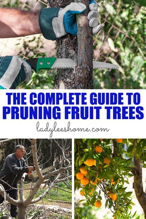 How To Prune Fruit Trees In Three Simple Steps At William Christy Blog