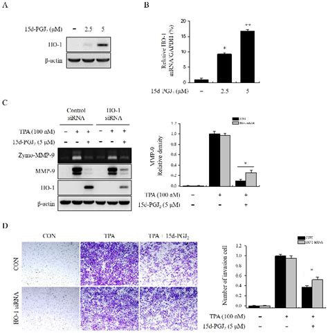 15d Pgj2 Inhibits Tpa Induced Mmp 9 Activation And Cell Invasion By