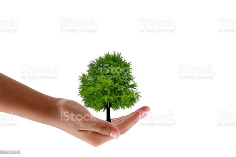 흰색 배경에 나무를 들고 손 지구 생태 개념을 저장합니다 개념에 대한 스톡 사진 및 기타 이미지 개념 개발 나무 Istock
