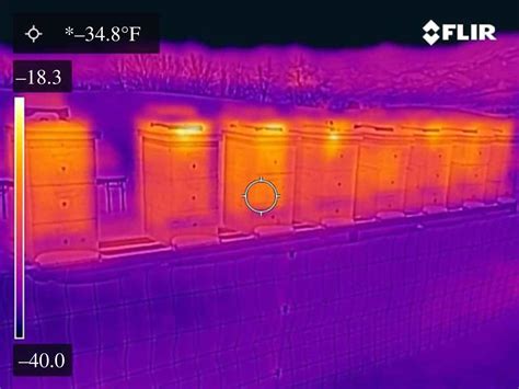 Le Api Provano Dolore Nelle Arnie Create Dalluomo Apicoltore Moderno