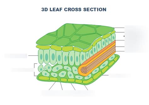 Parts Of A Leaf Diagram Quizlet