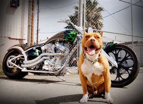 Top 999 West Coast Choppers Wallpaper Full HD 4K Free To Use