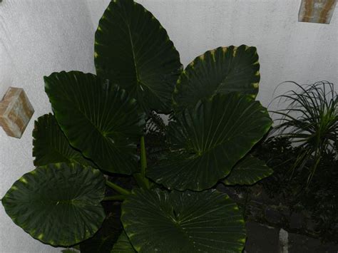 Plano Cenital Plant Leaves Garden Leaves