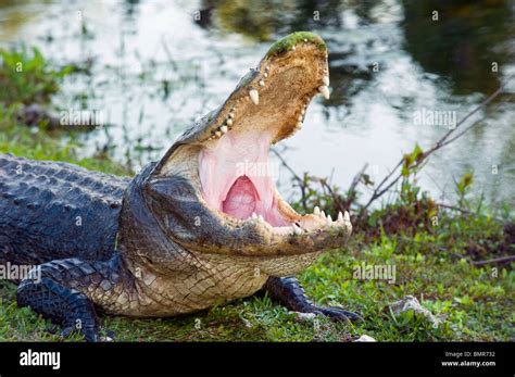 Wild Unrestrained American Alligator Alligator Mississippiensis