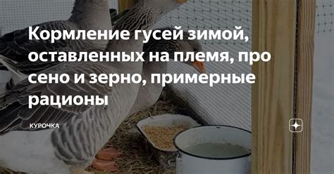 Кормление гусей зимой оставленных на племя про сено и зерно