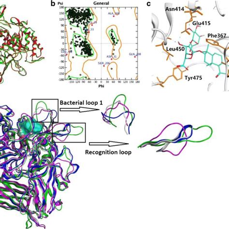A Ribbon Diagram Of The Homology Model Of β Glucuronidase From S Download Scientific Diagram