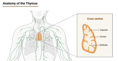 Thymus Gland Definition Structure Location Hormones Functions Biology Notes Online