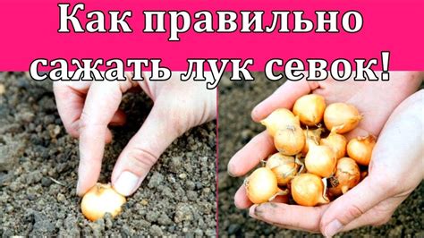 Как правильно посадить лук севок весной чтобы он вырос крупный