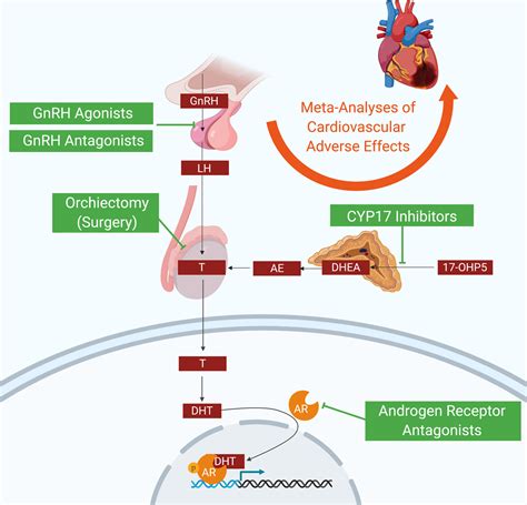 Orchiectomy Side Effects