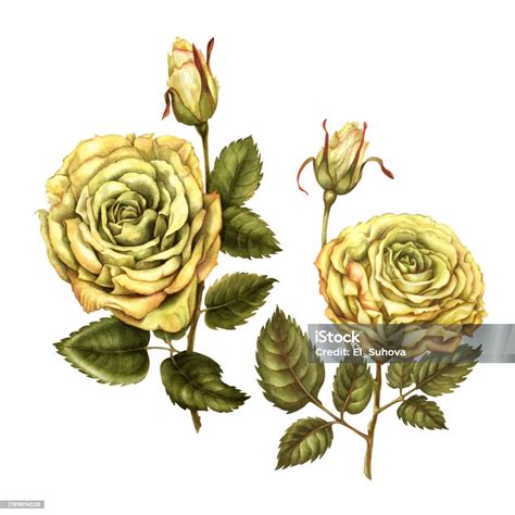 두 개의 아름 다운 노란 장미 새싹 녹색 잎 흰색 배경에 고립 된 꽃 줄기 결혼식 생일 어머니의 날 선물 벽지 스티커 스크랩북에 대 한 수채화 일러스트 템플릿 결혼식에 대한