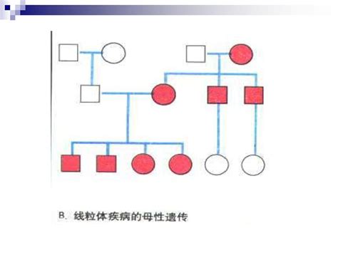 第五章 线粒体遗传病 Ppt Download