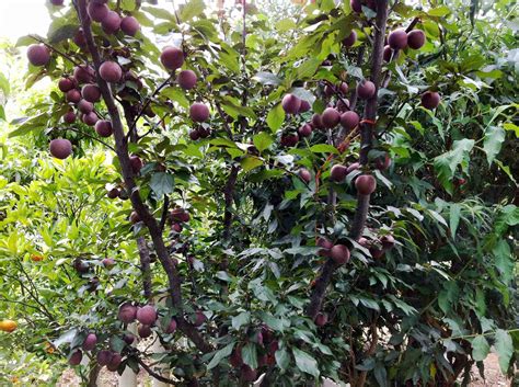 Dwarf Plum Tree