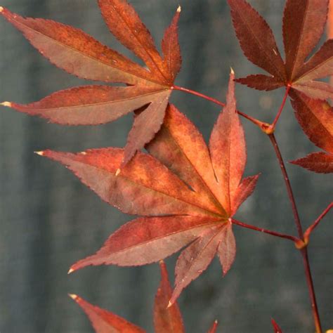 Fireglow Japanese Maple Tree T Acer Palmatum Fireglow