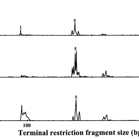 T Rflp Profiles Of 3 Intertidal High Mid And Low And Sublittoral Download Scientific Diagram