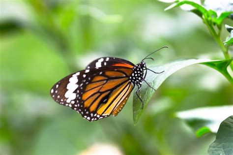 Borboleta monarca uma borboleta monarca se alimentando de flores em um jardim de verão Foto