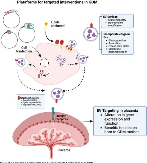 Figure From Extracellular Vesicle Mediated Targeting Strategies For Long Term Health Benefits