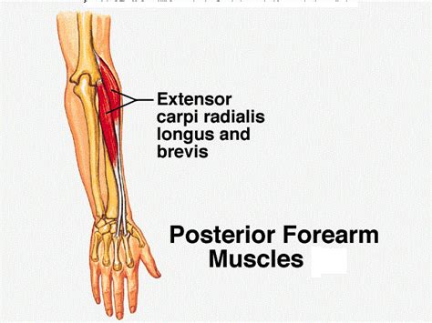 Extensor Radialis Longus Bollywood Film Trailer Review Song