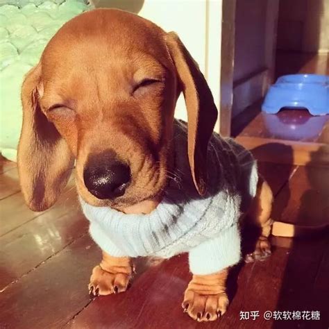 6种好养又省心的狗非常适合上班族 知乎