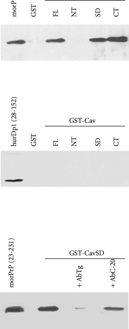 A In Vitro Interaction Between Cav 1 And MorPrP To Assess The