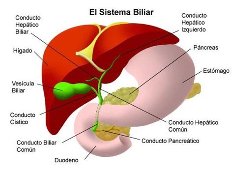 Obstrucción De Las Vías Biliares Causas Síntomas Y Tratamiento
