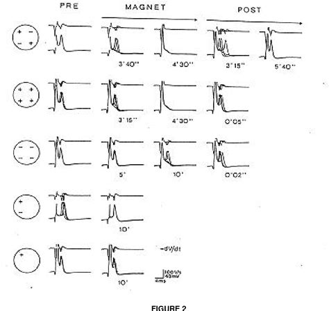 Figure 2 From Effects Of Steady Magnetic Fields On Action Potentials Of