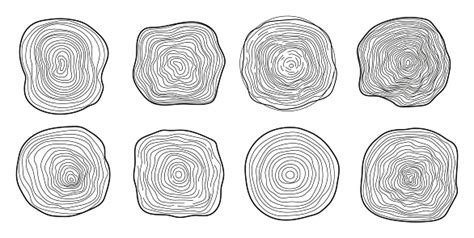 Tree Trunk Cuts Vector Set In Hand Drawn Sketch Bark Of Tree With Cracks Sawn Pine Circular Wood